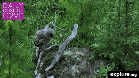 explore.org GIF - Find & Share on GIPHY