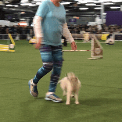 Dog Show GIF by Westminster Kennel Club - Find & Share on GIPHY