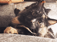 Suspicious Cat Gif