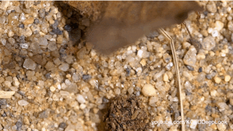 Bombardier Beetle GIFs - Get the best GIF on GIPHY