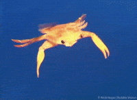 Mantis Shrimp Gif