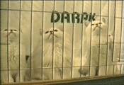 Cats Lol GIF by America's Funniest Home Videos - Find & Share on GIPHY