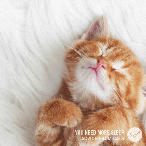 Sleeping Cat Animated