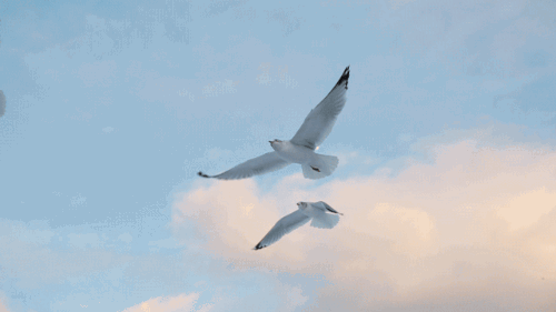 Seagulls GIF by erica shires - Find & Share on GIPHY