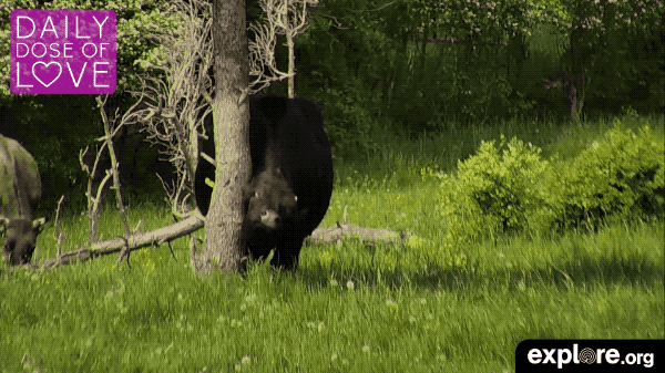 Farmanimal GIFs - Get the best GIF on GIPHY
