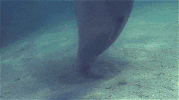 Marine Life Dolphins GIF by ThirteenWNET - Find & Share on GIPHY