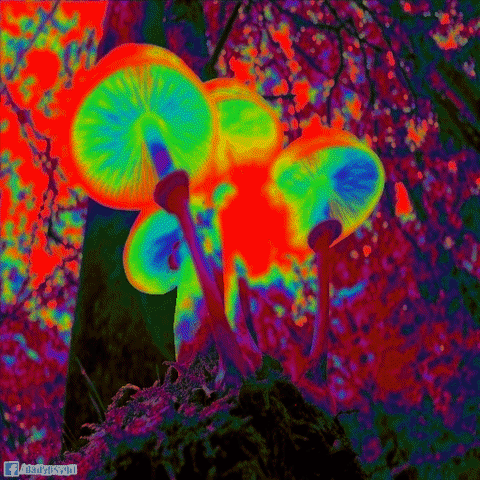 Magic Forest GIF by Psyklon - Find & Share on GIPHY