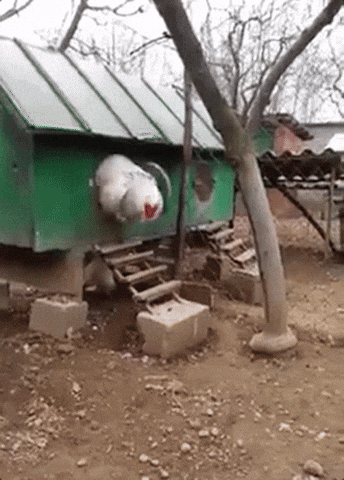 Chicken Gif