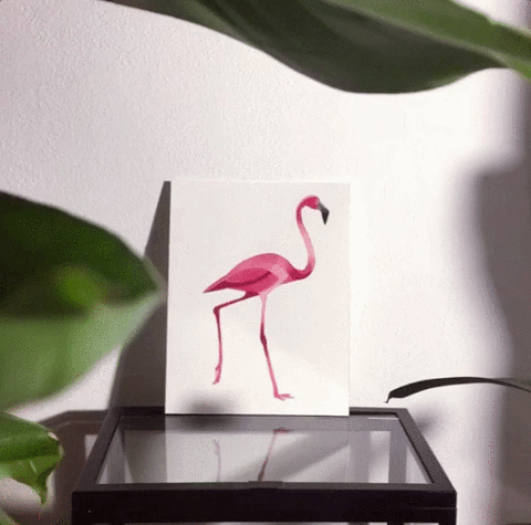 Pink-flamingo GIFs - Get the best GIF on GIPHY