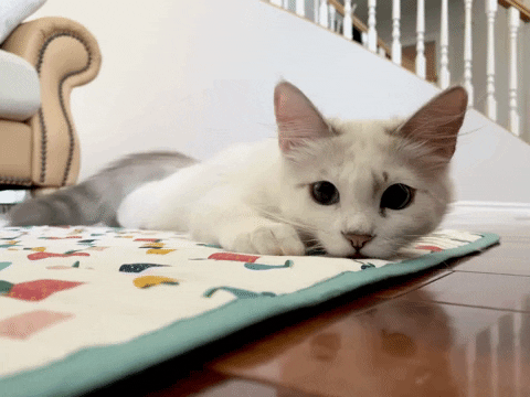 Periwinkle GIFs - Get the best GIF on GIPHY