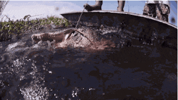 Slow Motion Monster GIF by Swamp People - Find & Share on GIPHY