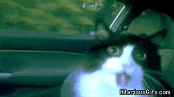 Cat In Car GIFs - Get the best GIF on GIPHY