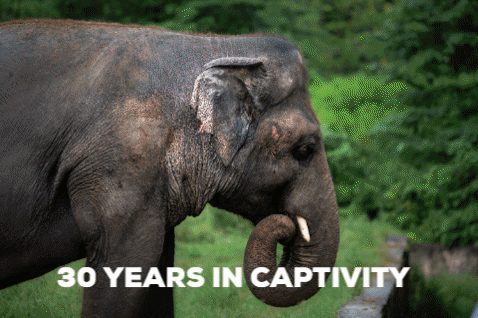 Custom-built GIFs - Get the best GIF on GIPHY