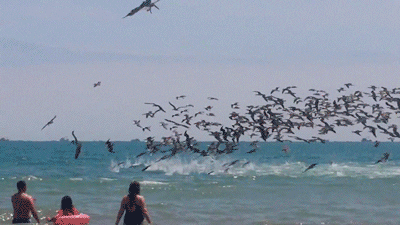 Pelican Fishing GIFs - Get the best GIF on GIPHY