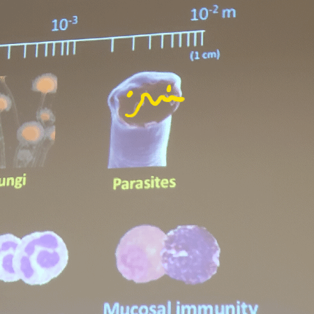 Toxoplasma-parasites GIFs - Get the best GIF on GIPHY