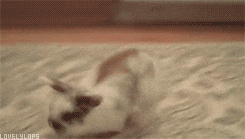 Rabbit GIFs - Find & Share on GIPHY