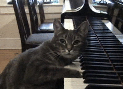 These Band Members Are All Cats! by Reaction GIFs | GIPHY