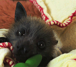 Large Ears GIFs - Get the best GIF on GIPHY