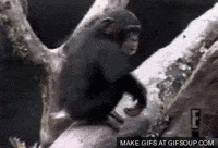 Monkey Falling Out Of Tree Smelling Finger