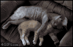 Spooning GIFs - Find & Share on GIPHY