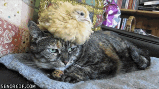 Funny Chicken gifs - Find & Share on GIPHY