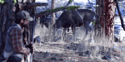 Running With The Bulls GIFs - Get the best GIF on GIPHY
