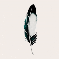 Animated Feather Gif