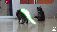 Jedi Animals Gif