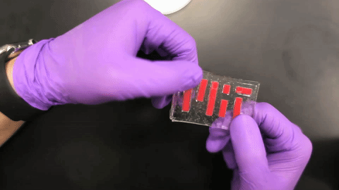 Polymer Hydrogel GIF by MIT - Find & Share on GIPHY