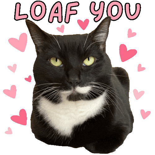 Cute Cat Meme I Love You