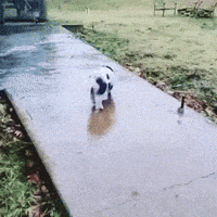 Slippery When Wet Gif