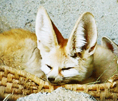 Fennec Fox GIFs - Get the best GIF on GIPHY