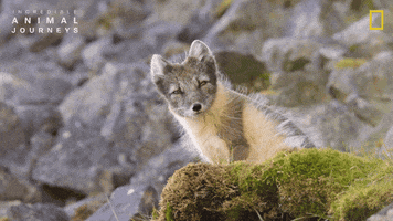 Nat Geo Wild GIFs on GIPHY - Be Animated