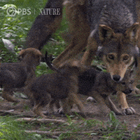 Red Wolf Gif