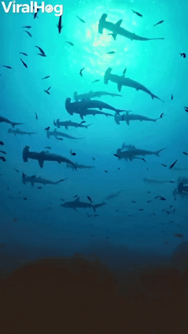 School Of Hammerhead Sharks GIF by ViralHog - Find & Share on GIPHY